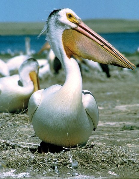 ptice - Hrvatska enciklopedija