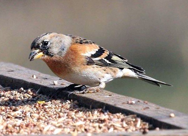 ptice - Hrvatska enciklopedija