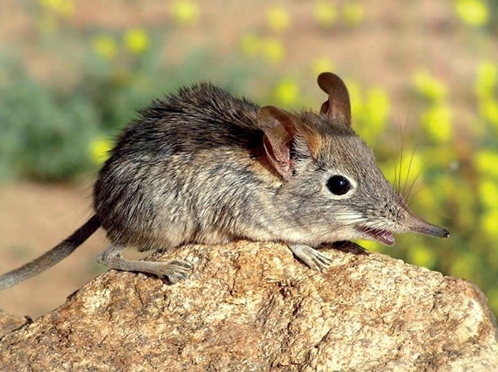 sisavci - Hrvatska enciklopedija