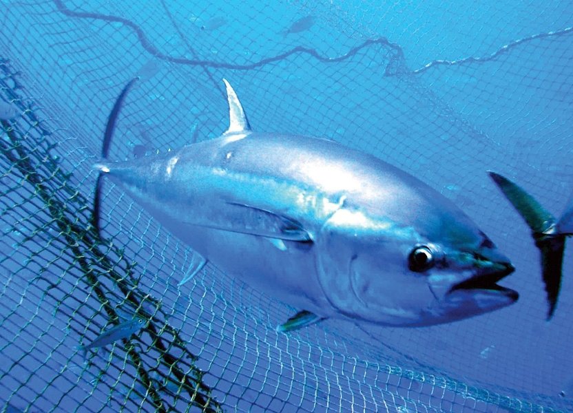 ribe - Hrvatska enciklopedija