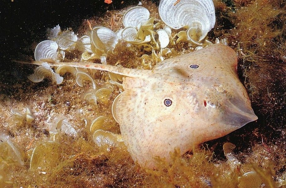 ribe - Hrvatska enciklopedija