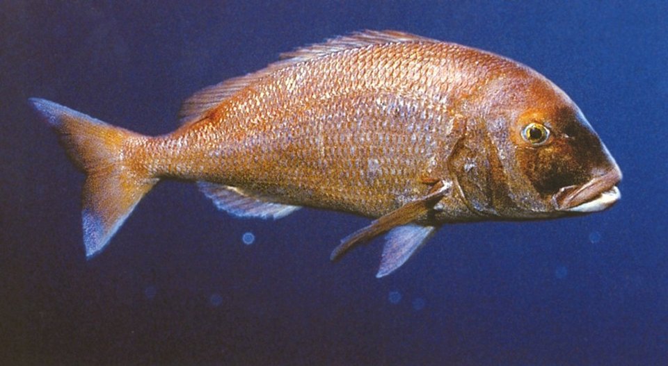 ribe - Hrvatska enciklopedija