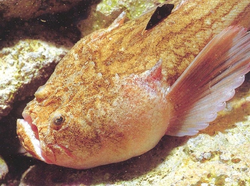 ribe - Hrvatska enciklopedija