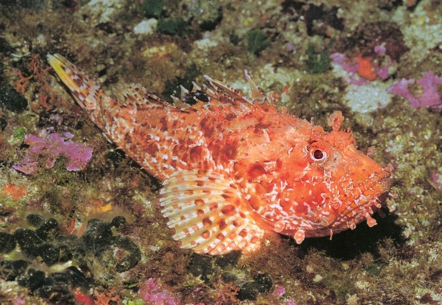 ribe - Hrvatska enciklopedija