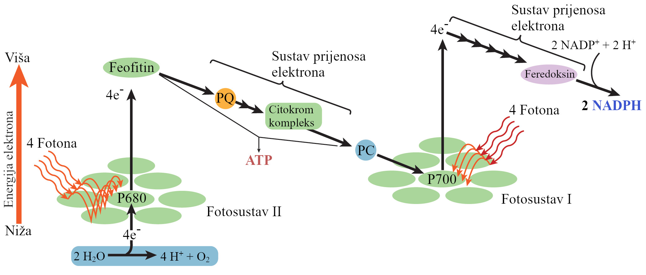 fotosinteza - Hrvatska enciklopedija