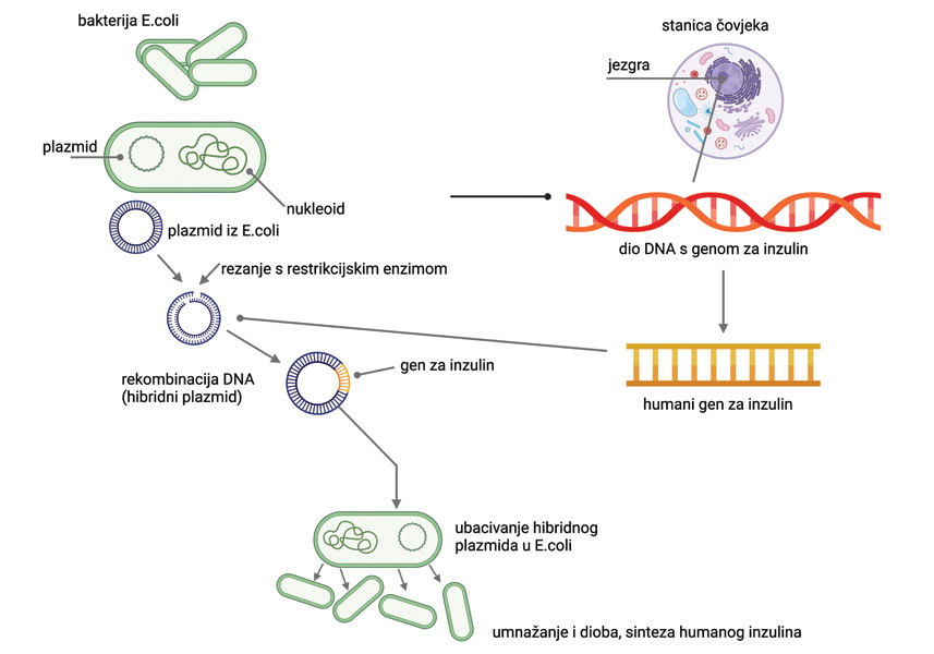 genetičko inženjerstvo - Hrvatska enciklopedija
