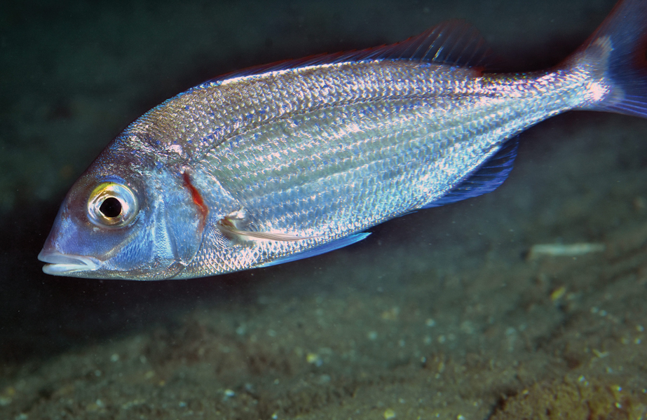 arbun - Hrvatska enciklopedija