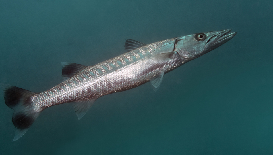 barakuda - Hrvatska enciklopedija