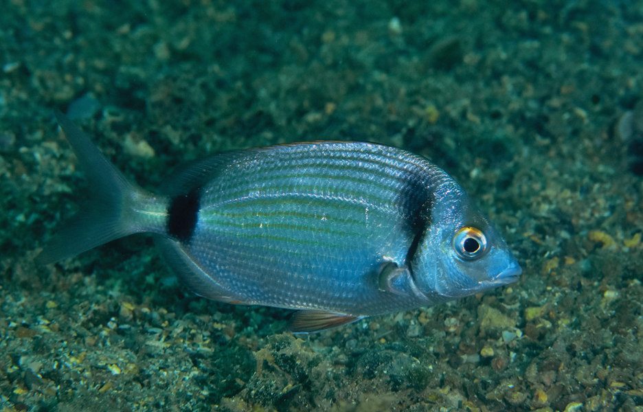 fratar - Hrvatska enciklopedija