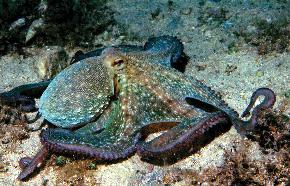 hobotnica - Hrvatska enciklopedija