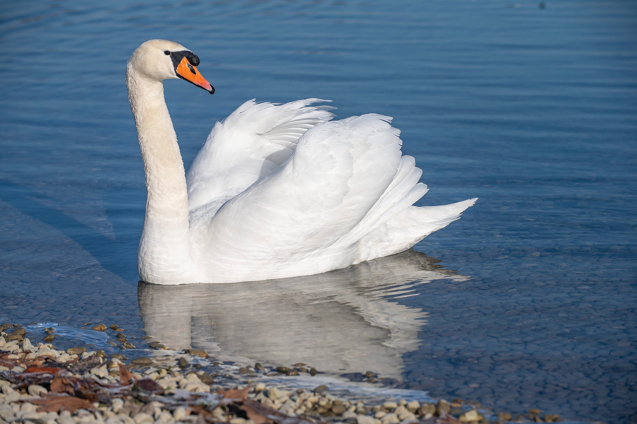 labudovi - Hrvatska enciklopedija