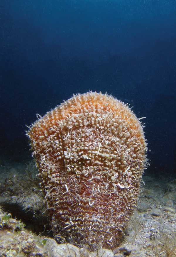 periska - Hrvatska enciklopedija