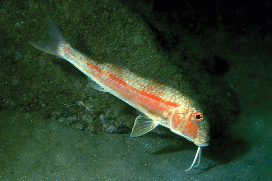 trlje - Hrvatska enciklopedija