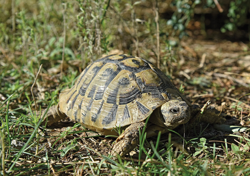 kornjače - Hrvatska enciklopedija