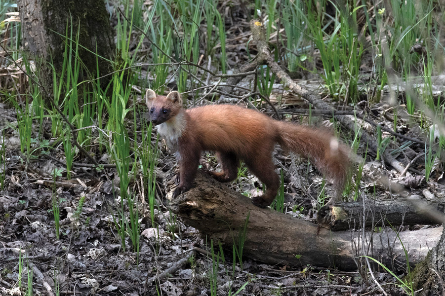 Hrvatska - Hrvatska enciklopedija