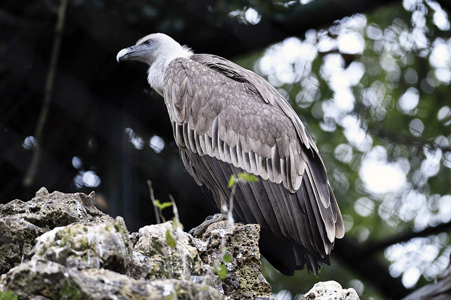 Hrvatska - Hrvatska enciklopedija