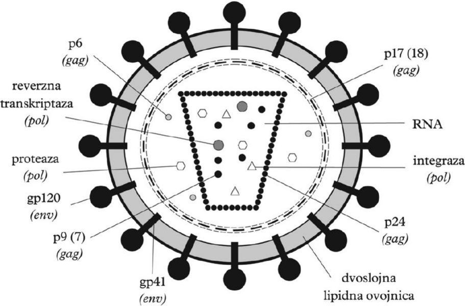 HIV-bolest - Hrvatska enciklopedija