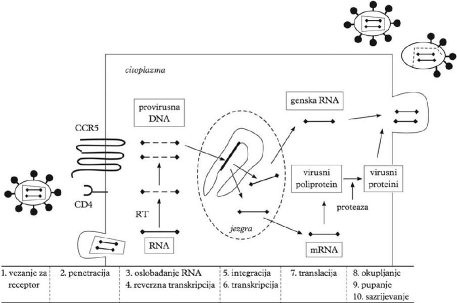 HIV-bolest - Hrvatska enciklopedija