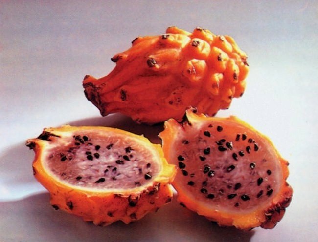 voće - Hrvatska enciklopedija