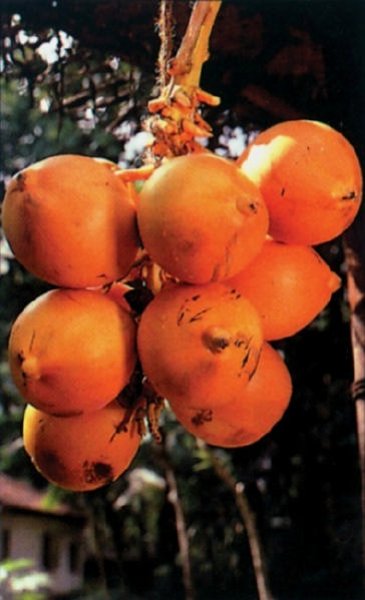 voće - Hrvatska enciklopedija