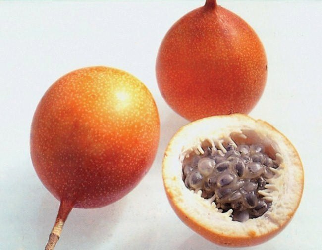 voće - Hrvatska enciklopedija