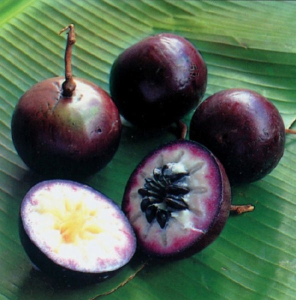 voće - Hrvatska enciklopedija