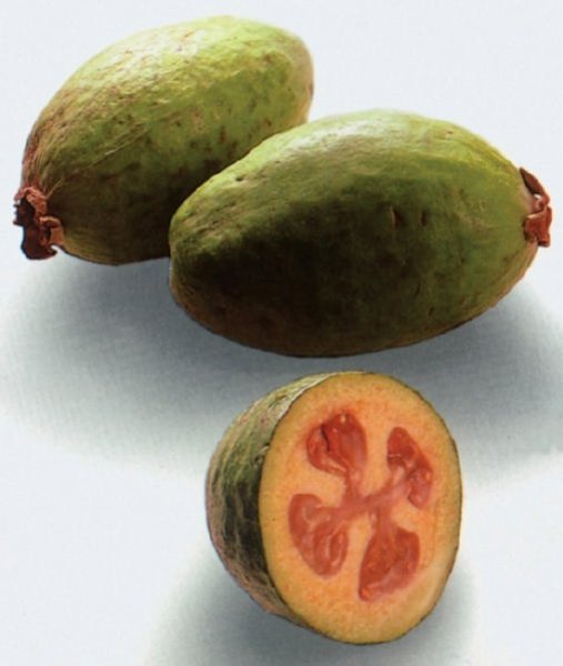 voće - Hrvatska enciklopedija