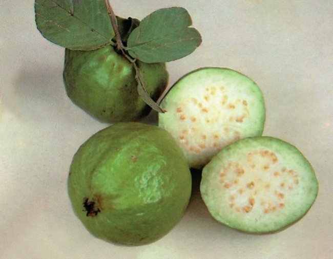 voće - Hrvatska enciklopedija