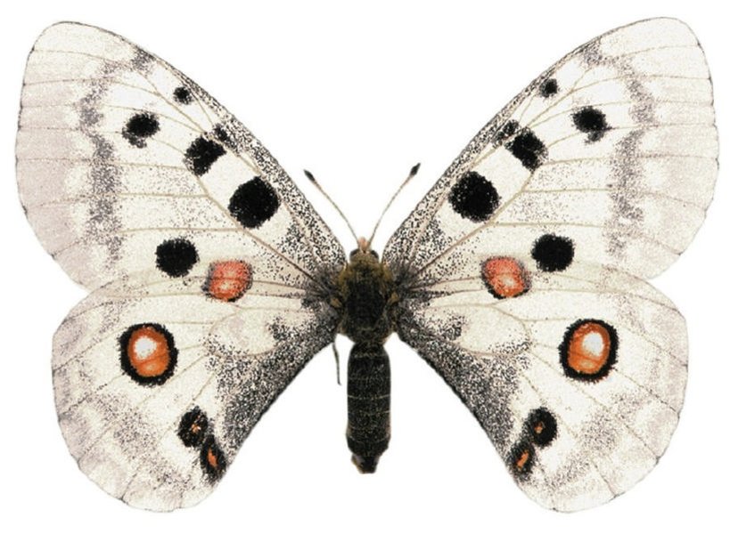 leptiri - Hrvatska enciklopedija