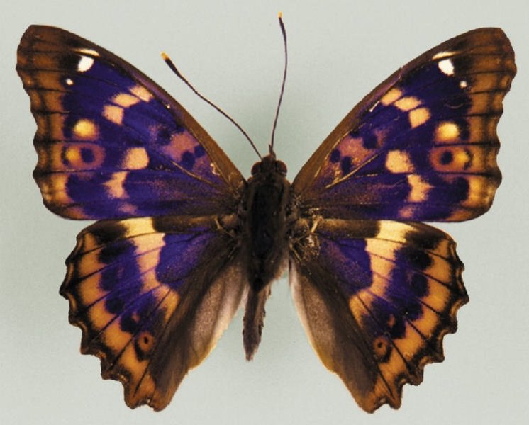 leptiri - Hrvatska enciklopedija