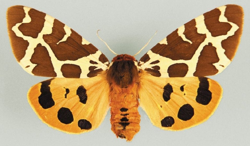 leptiri - Hrvatska enciklopedija