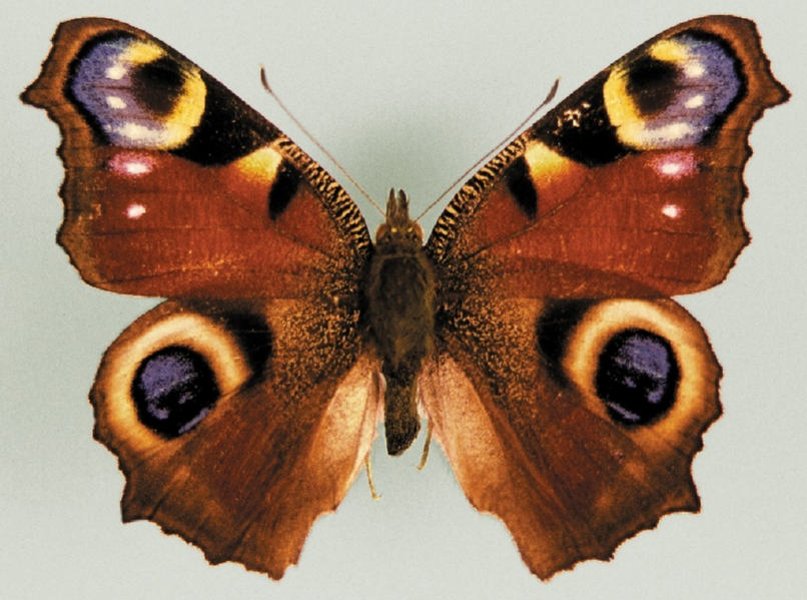 leptiri - Hrvatska enciklopedija