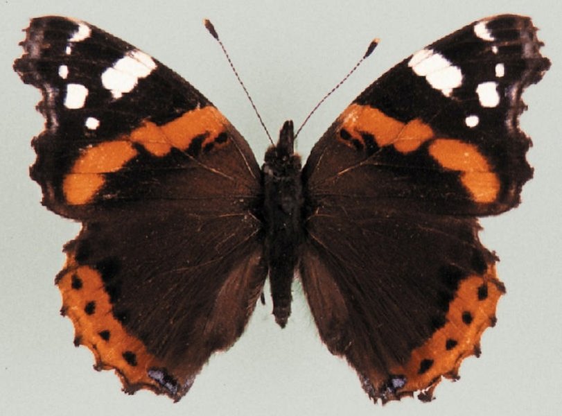 leptiri - Hrvatska enciklopedija