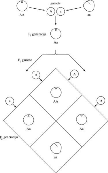 Mendel, Gregor - Hrvatska enciklopedija