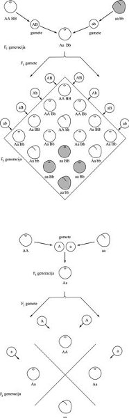 Mendel, Gregor - Hrvatska enciklopedija