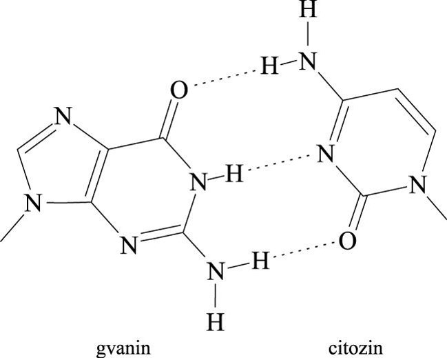 nukleinske kiseline - Hrvatska enciklopedija
