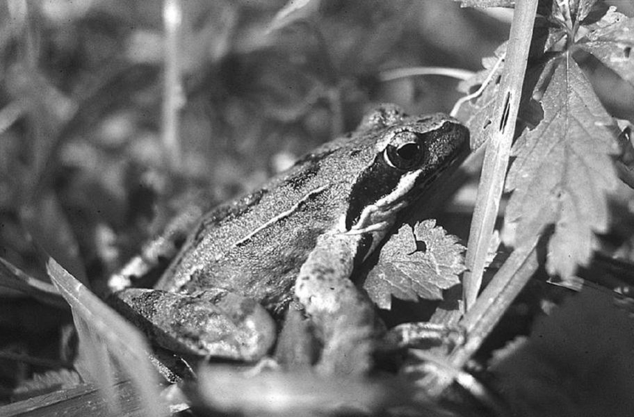 Hrvatska - Hrvatska enciklopedija