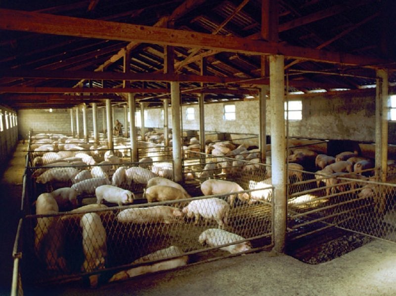 stočarstvo - Hrvatska enciklopedija