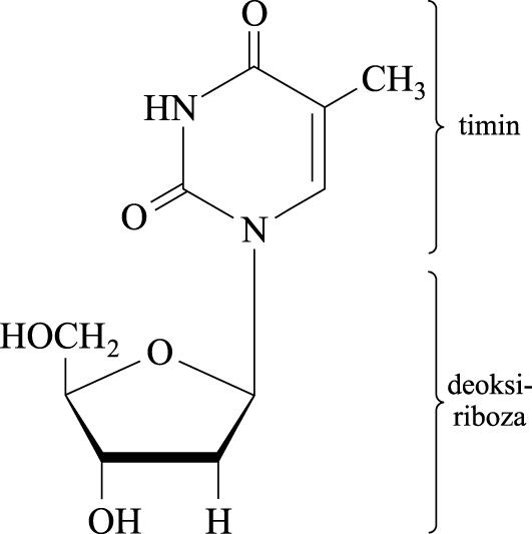 timidin - Hrvatska enciklopedija