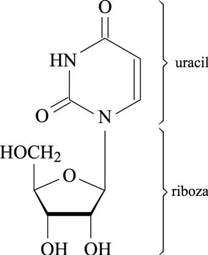 uridin - Hrvatska enciklopedija