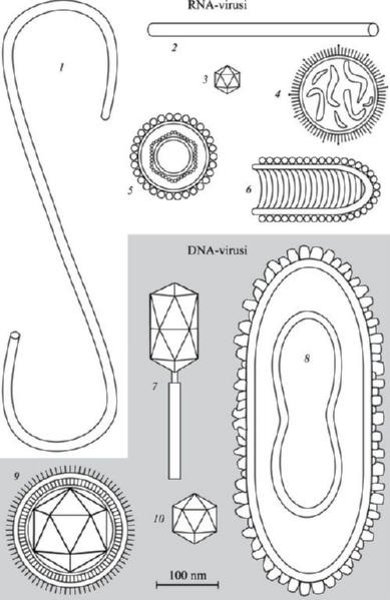virusi - Hrvatska enciklopedija