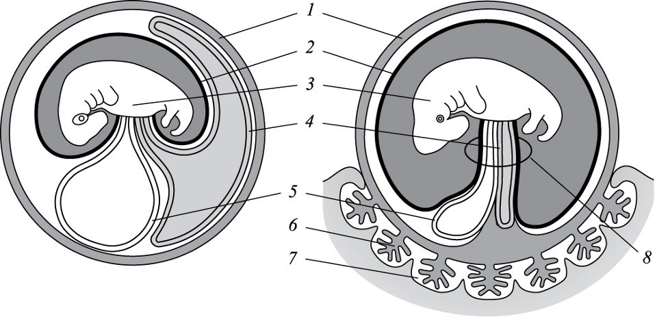 zametak - Hrvatska enciklopedija