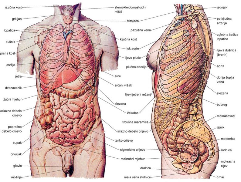 anatomija - Hrvatska enciklopedija
