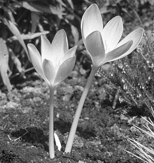 ljiljani - Hrvatska enciklopedija