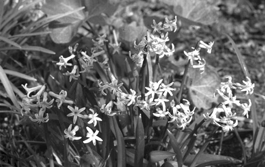 ljiljani - Hrvatska enciklopedija