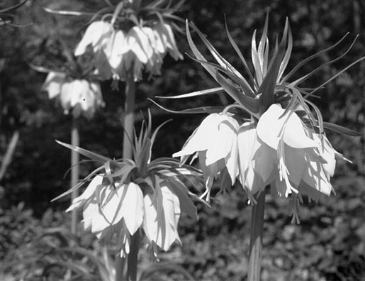 ljiljani - Hrvatska enciklopedija