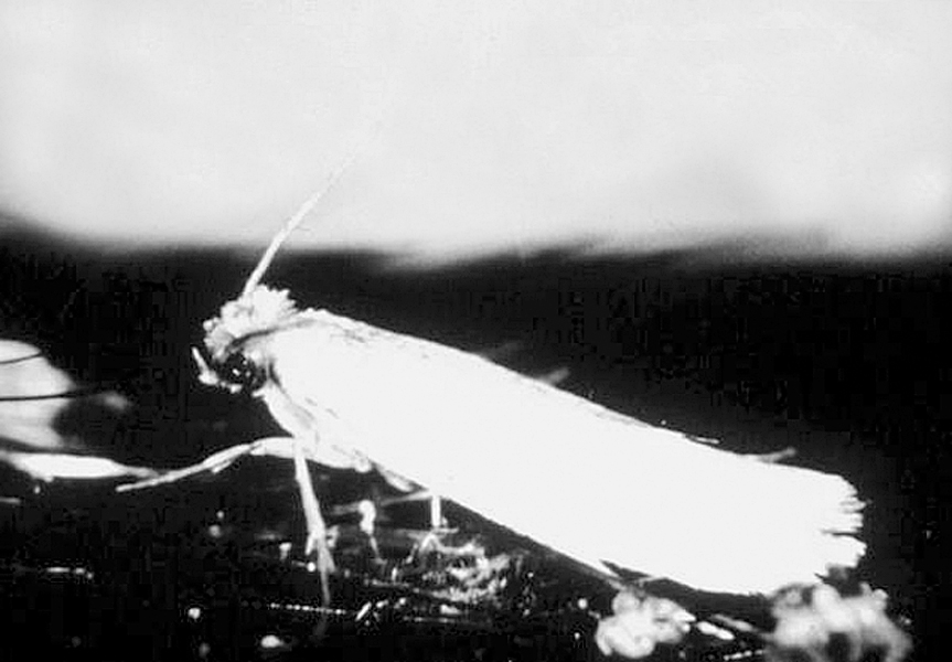 moljci - Hrvatska enciklopedija